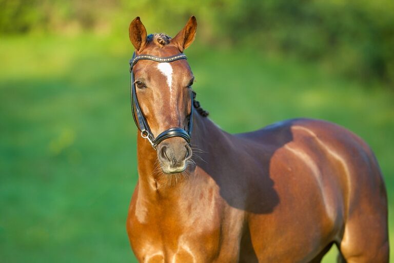 The Equine Engine: How Genetics and Breeding Shape Modern Racehorses ...